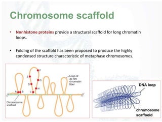 DNA structure | PPT