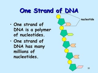 Dna structure1 | PPT