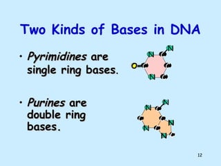 Dna structure1 | PPT