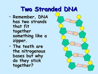 Dna structure1 | PPT