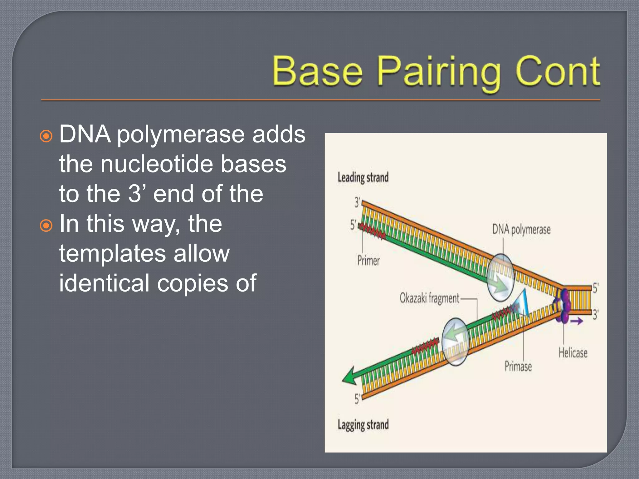 Dna structure 12.1 and 12.2 students | PPTX