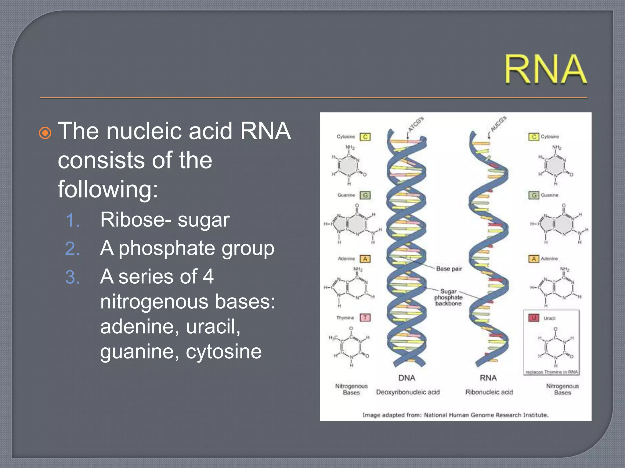 Dna structure 12.1 and 12.2 students | PPTX