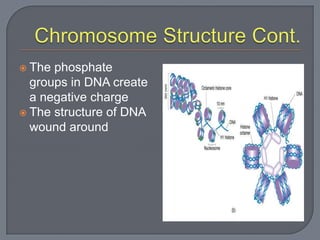 Dna structure 12.1 and 12.2 students | PPTX