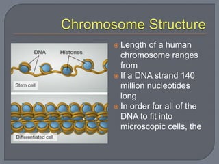 Dna structure 12.1 and 12.2 students | PPTX