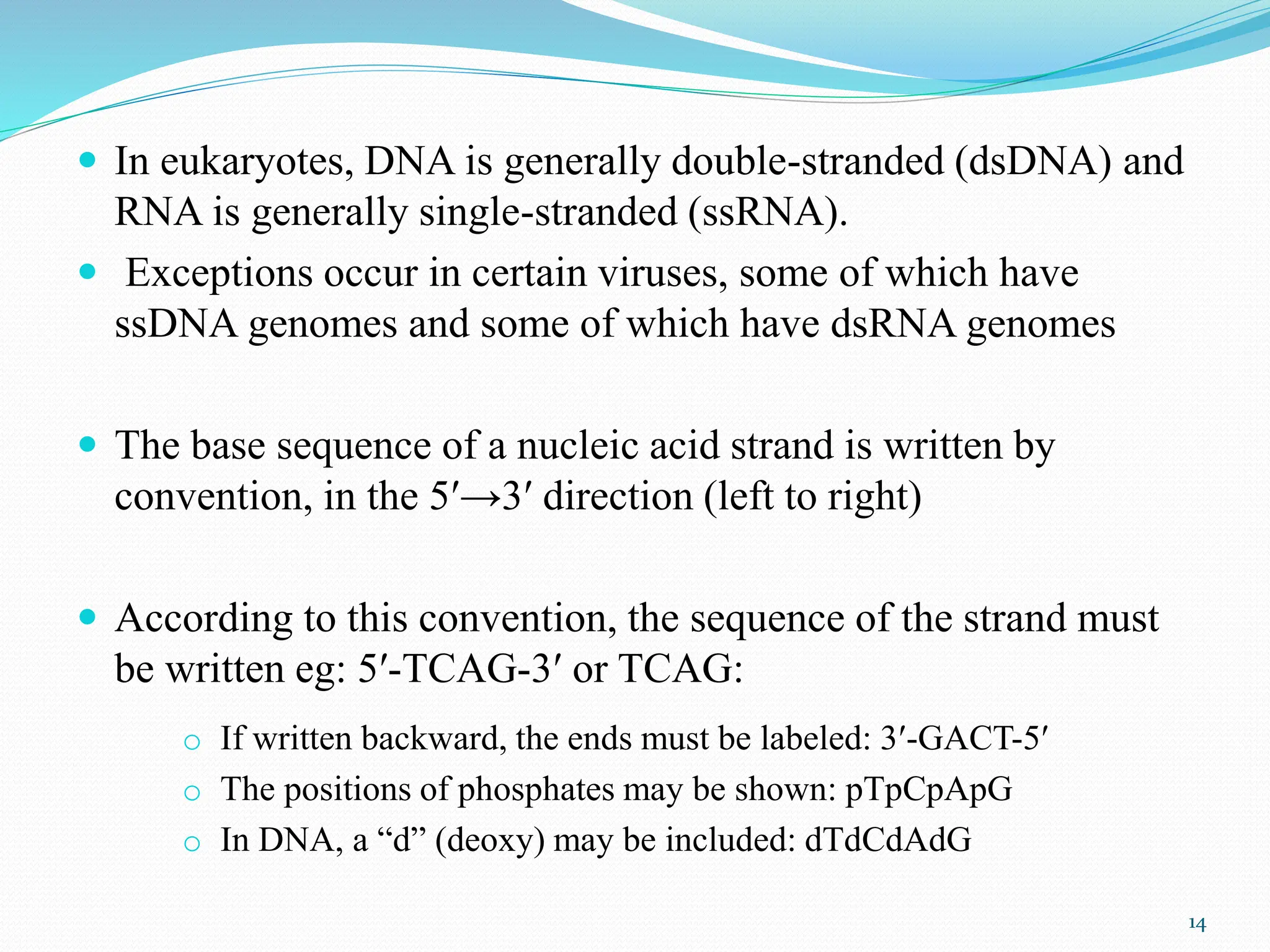 DNA structure 2.pptx molecular biology.pptx