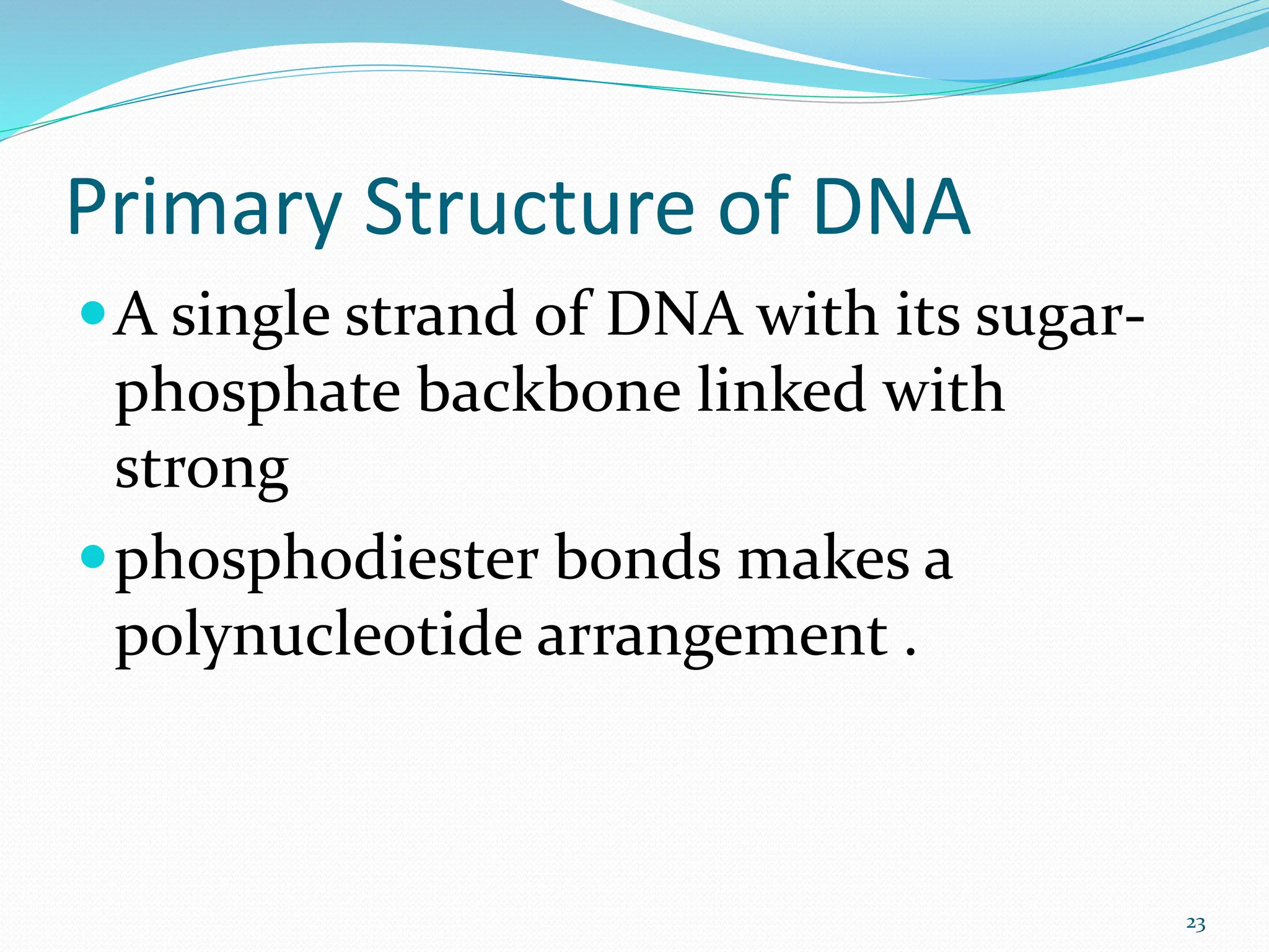 DNA structure 2.pptx molecular biology.pptx