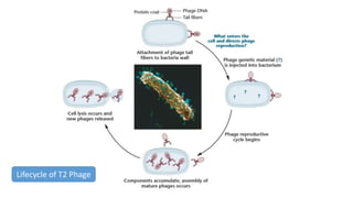 Dna structure and analysis | PPTX