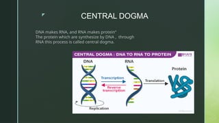 DNA structure , RNA and its types and central dogma. pptx | PPT