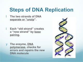 Dna structure and function (notes) | PPT