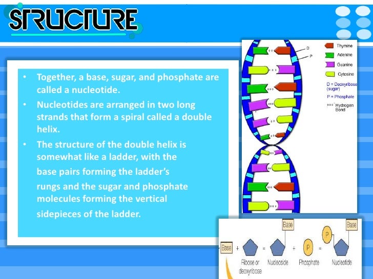 Dna Structure And Function