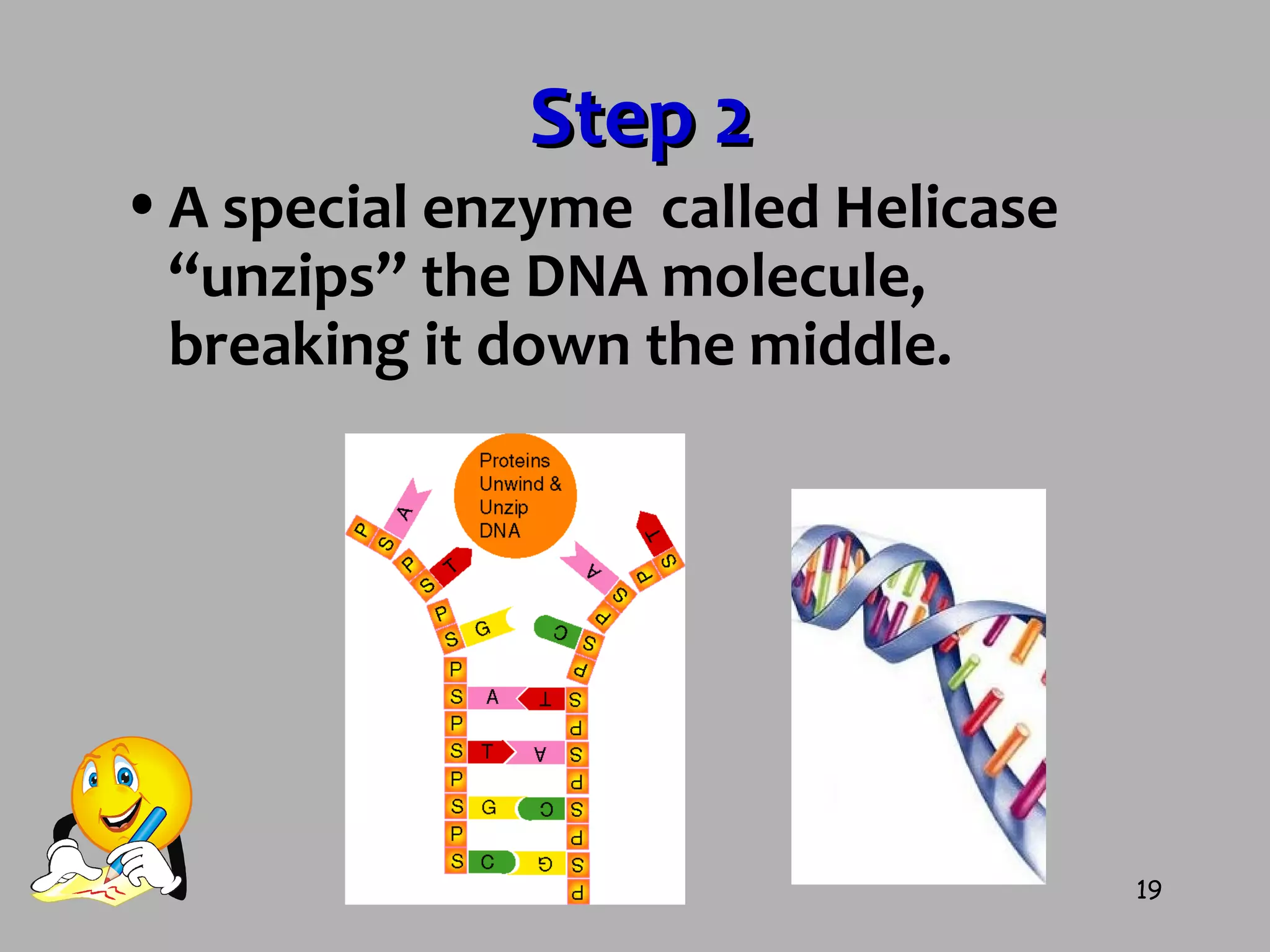 DNA Structure | PPT | Chemistry | Science