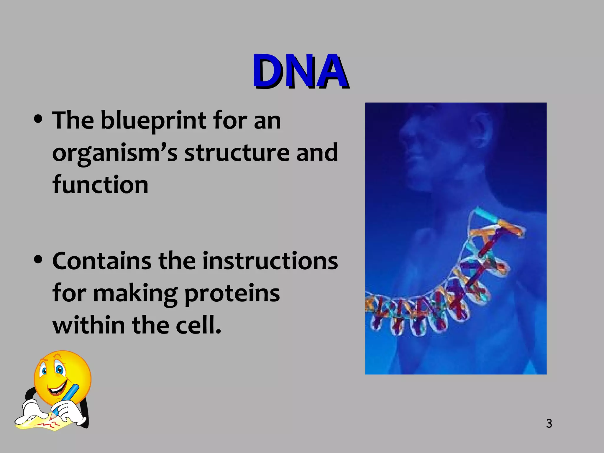DNA Structure | PPT | Chemistry | Science