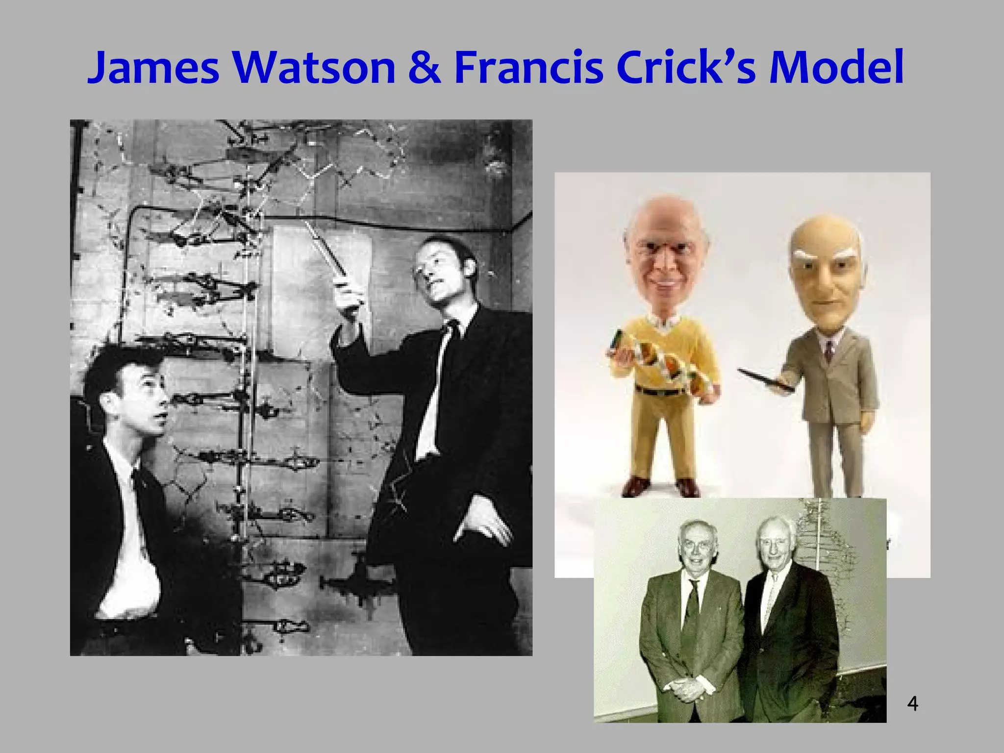 DNA Structure | PPT | Chemistry | Science