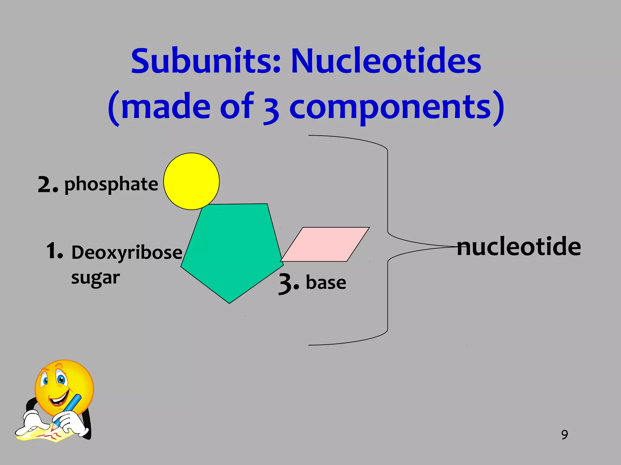 DNA Structure | PPT | Chemistry | Science