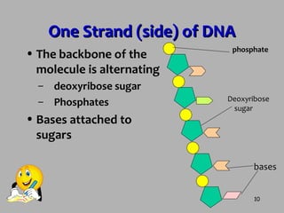 DNA Structure | PPT | Chemistry | Science