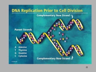 DNA Structure | PPT | Chemistry | Science