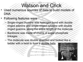 DNA structure and Function: Genetic code | PPT