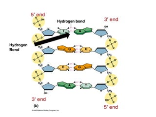 DNA structure and Function: Genetic code | PPT