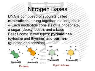 DNA structure and Function: Genetic code | PPT