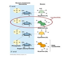 DNA structure and Function: Genetic code | PPT