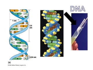 DNA structure and Function: Genetic code | PPT