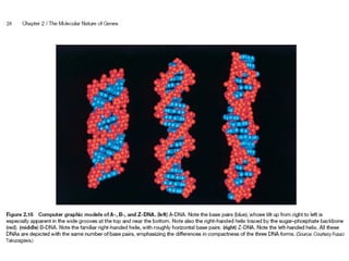 DNA structure and Function: Genetic code | PPT