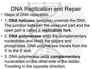 DNA structure and Function: Genetic code | PPT