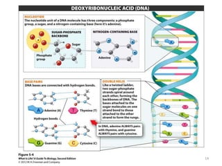 DNA structure and function blank sp 2020 | PPT