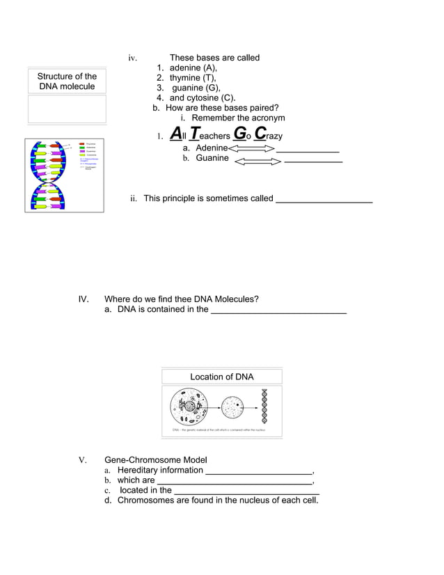 Dna structure and function notes | DOC