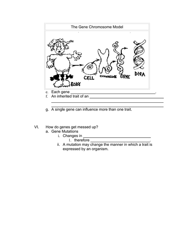 Dna structure and function notes | DOC