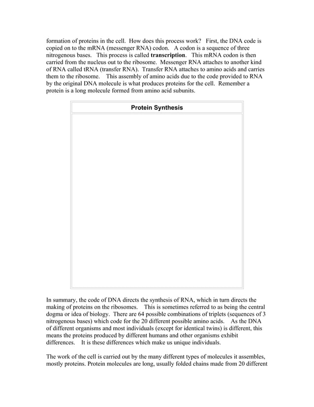 Dna structure and function notes | DOC