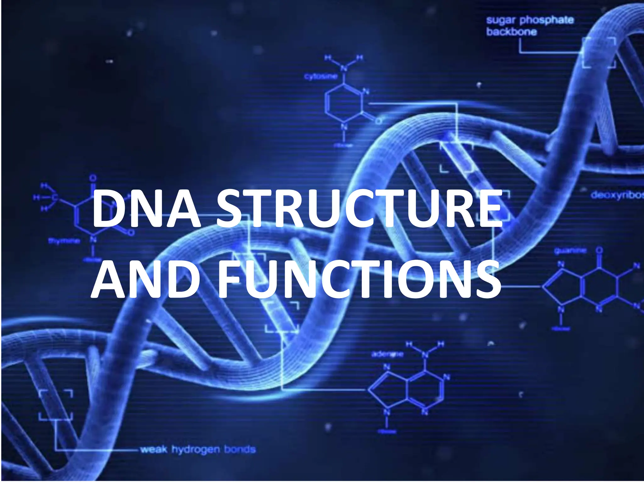 DNA_Structure_and_functions_01[1]-1[1][1].pptx