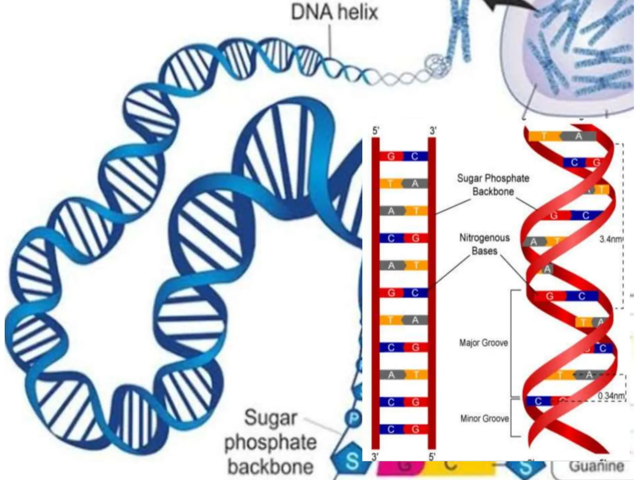 DNA_Structure_and_functions_01[1]-1[1][1].pptx