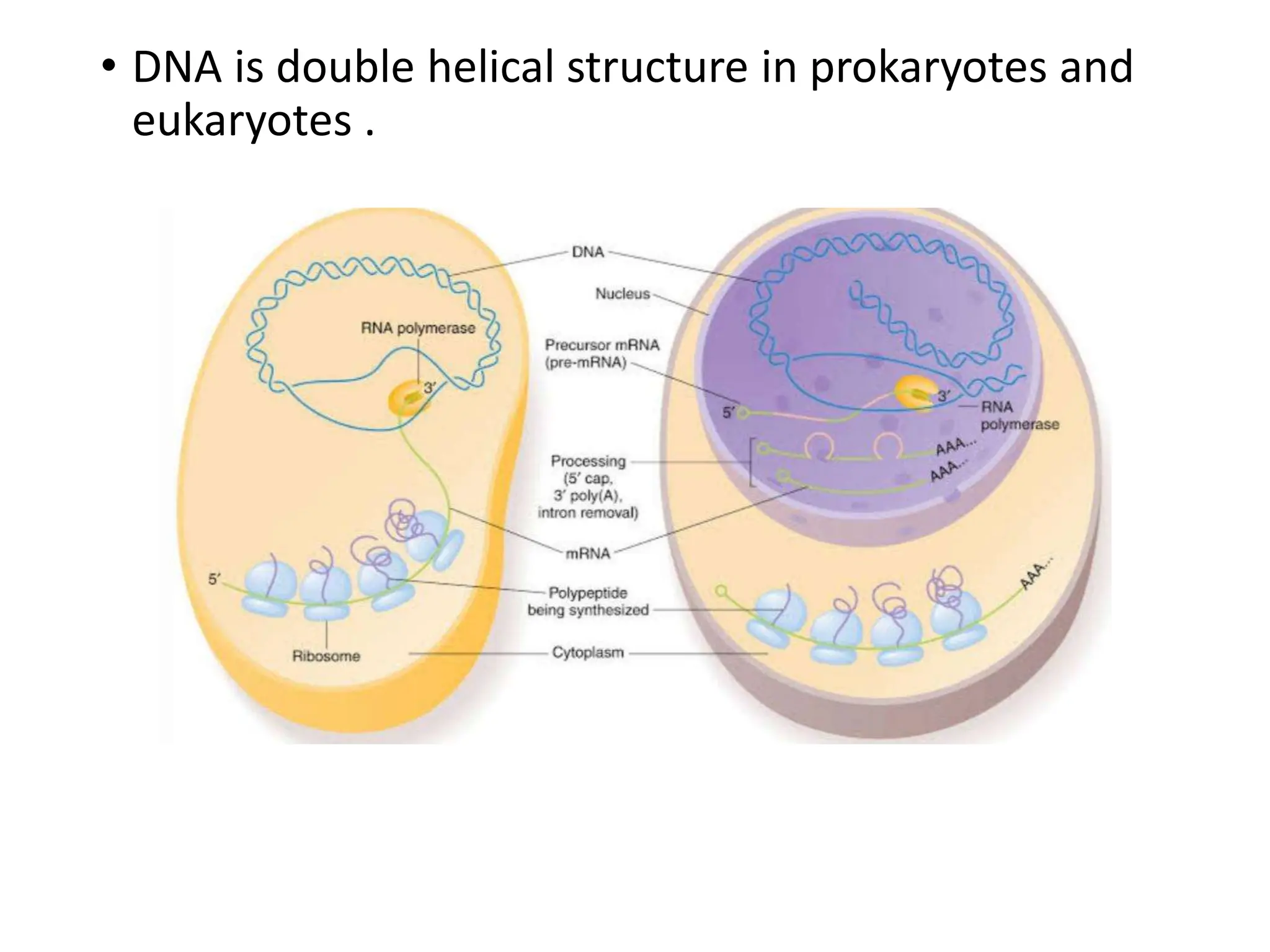 DNA_Structure_and_functions_01[1]-1[1][1].pptx