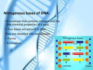 DNA_Structure_and_functions_01[1]-1[1][1].pptx