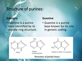 DNA_Structure_and_functions_01[1]-1[1][1].pptx