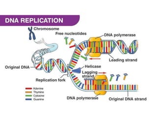 DNA_Structure_and_functions_01[1]-1[1][1].pptx