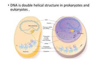 DNA_Structure_and_functions_01[1]-1[1][1].pptx