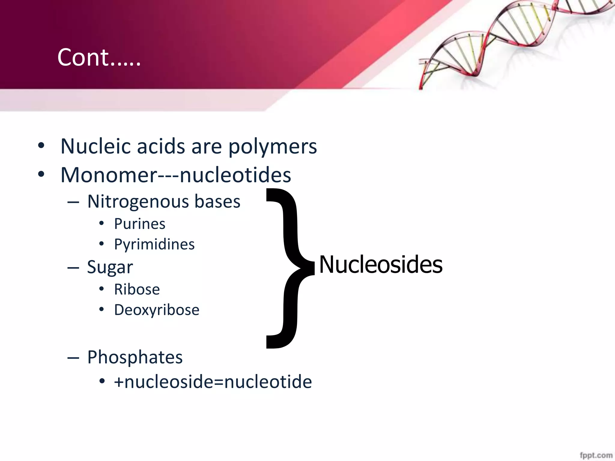 DNA structure and it's forms | PPTX
