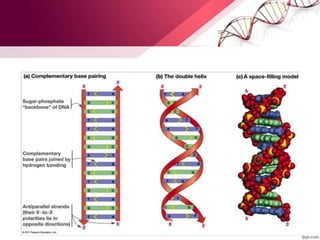 DNA structure and it's forms | PPTX | Chemistry | Science