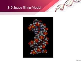 DNA structure and it's forms | PPTX | Chemistry | Science