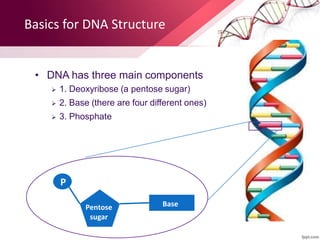 DNA structure and it's forms | PPTX | Chemistry | Science