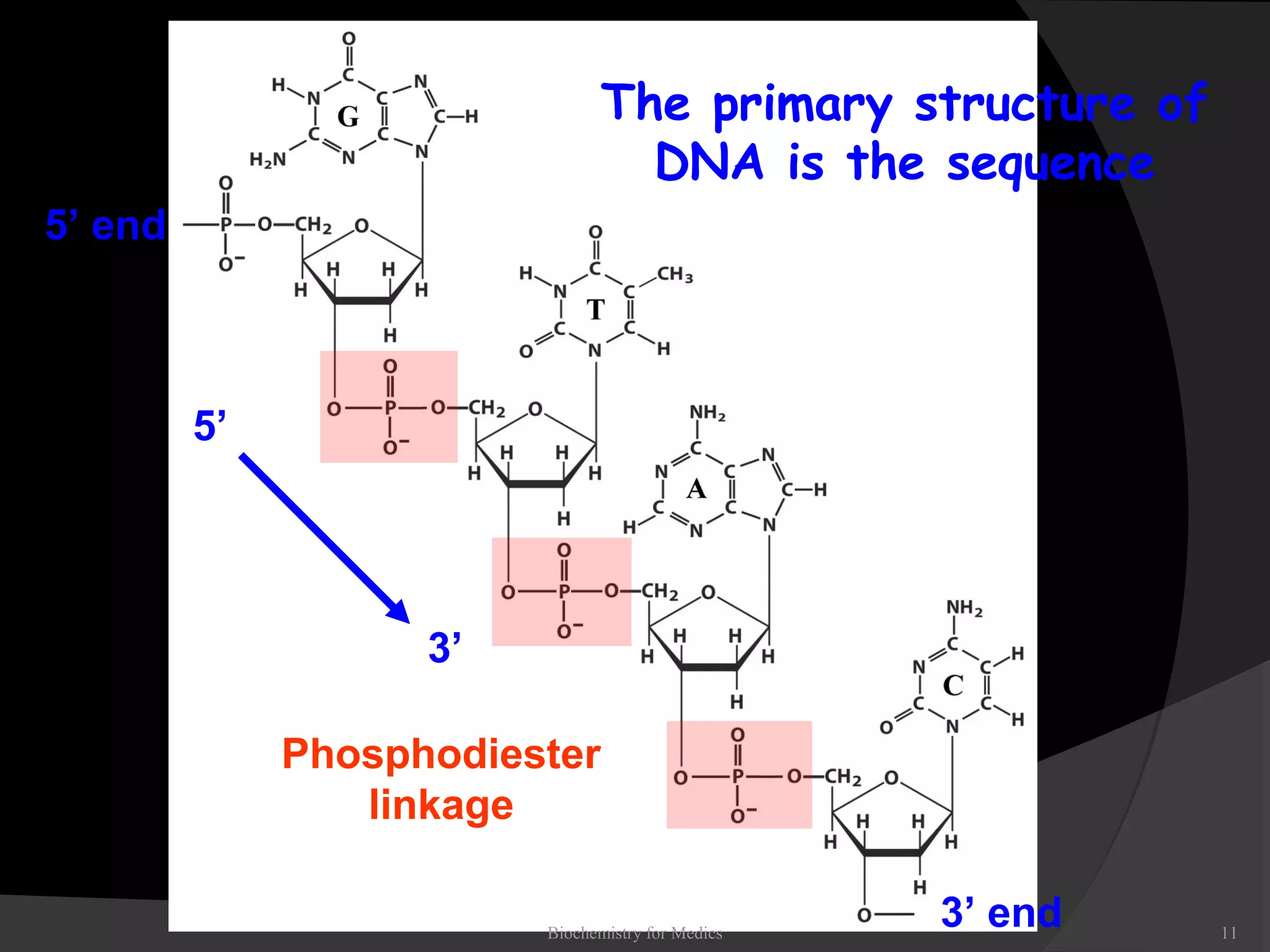 DNA structure, Functions and properties | PPT