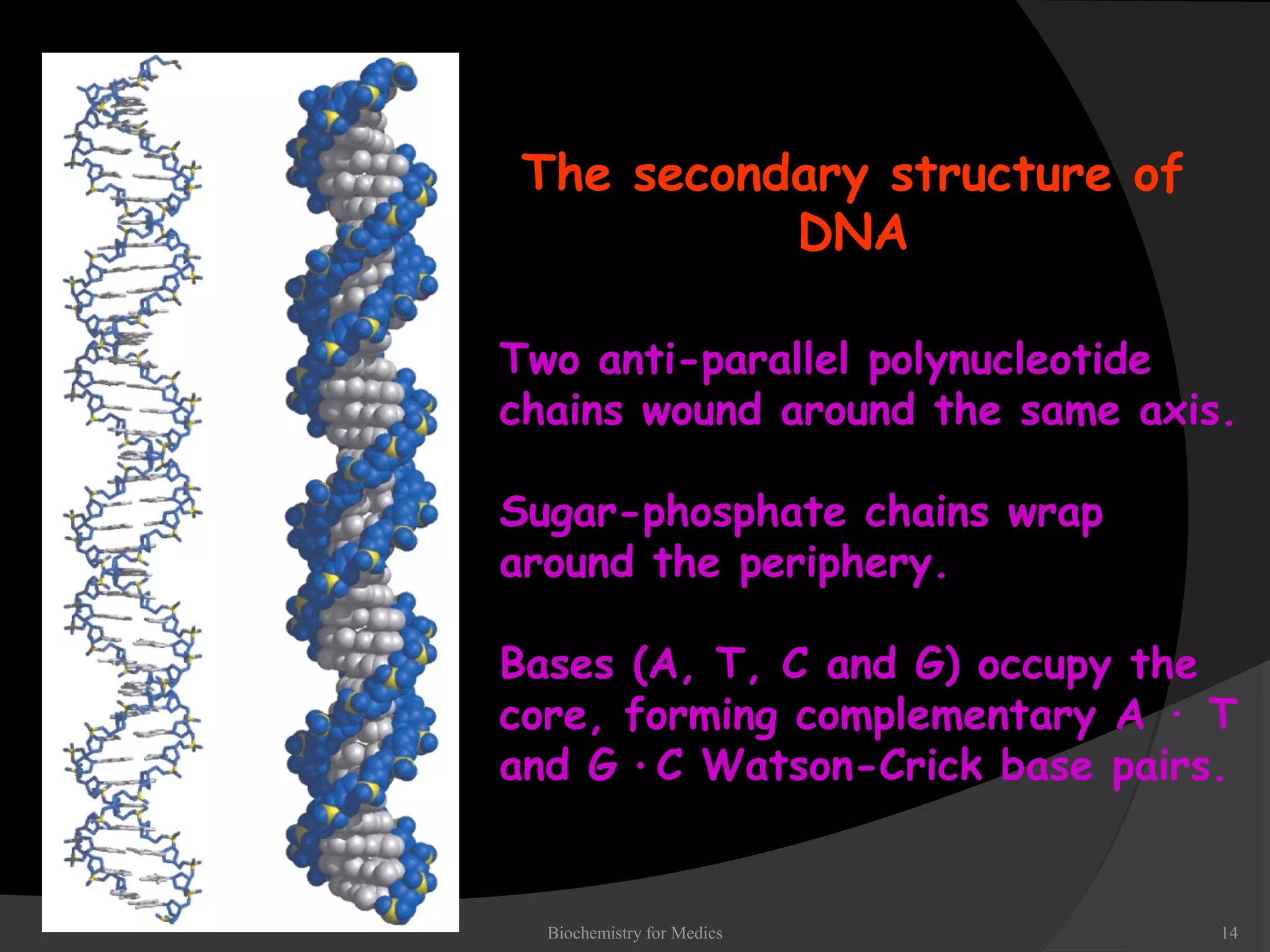 DNA structure, Functions and properties | PPT