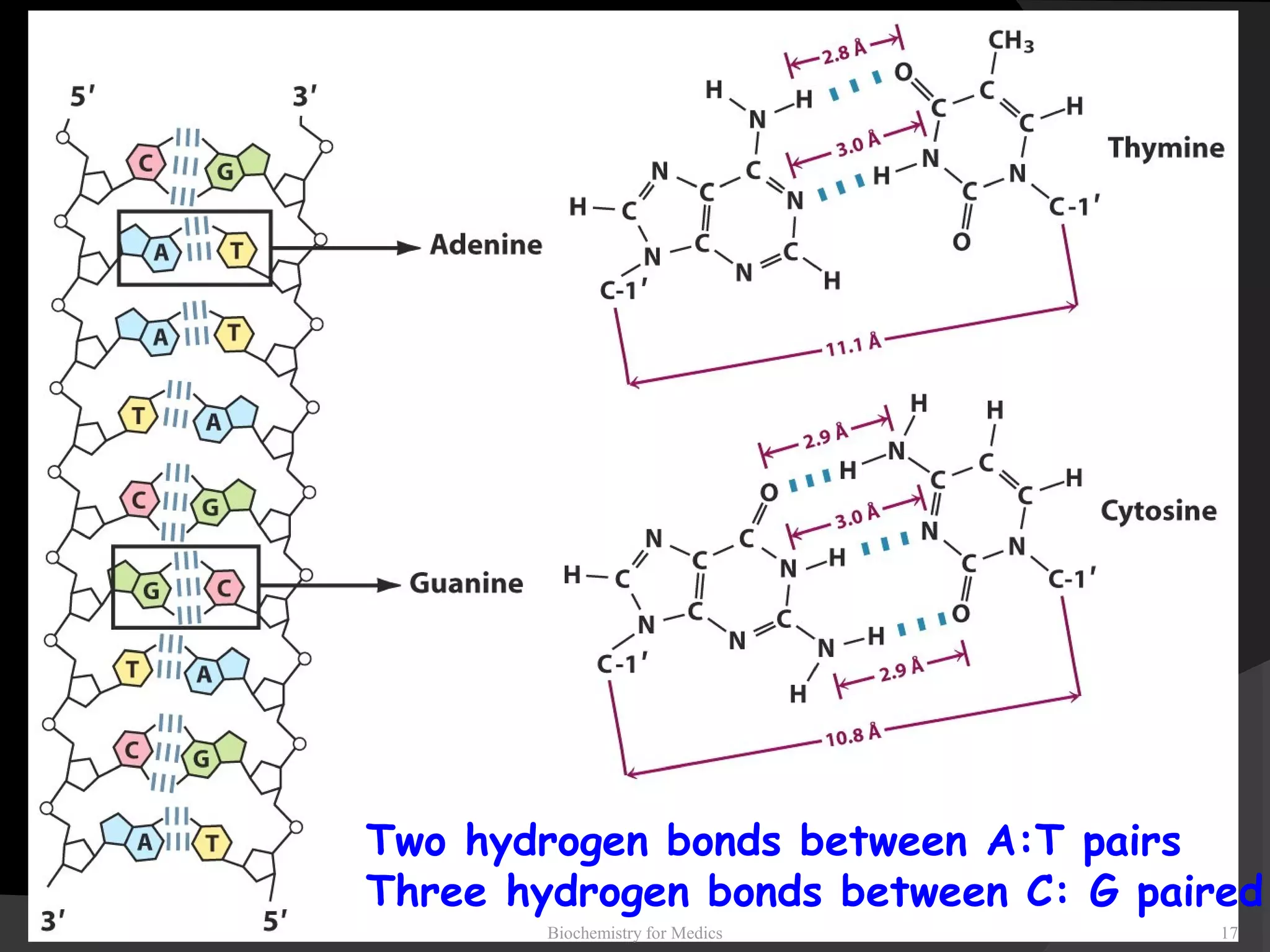 DNA structure, Functions and properties | PPT