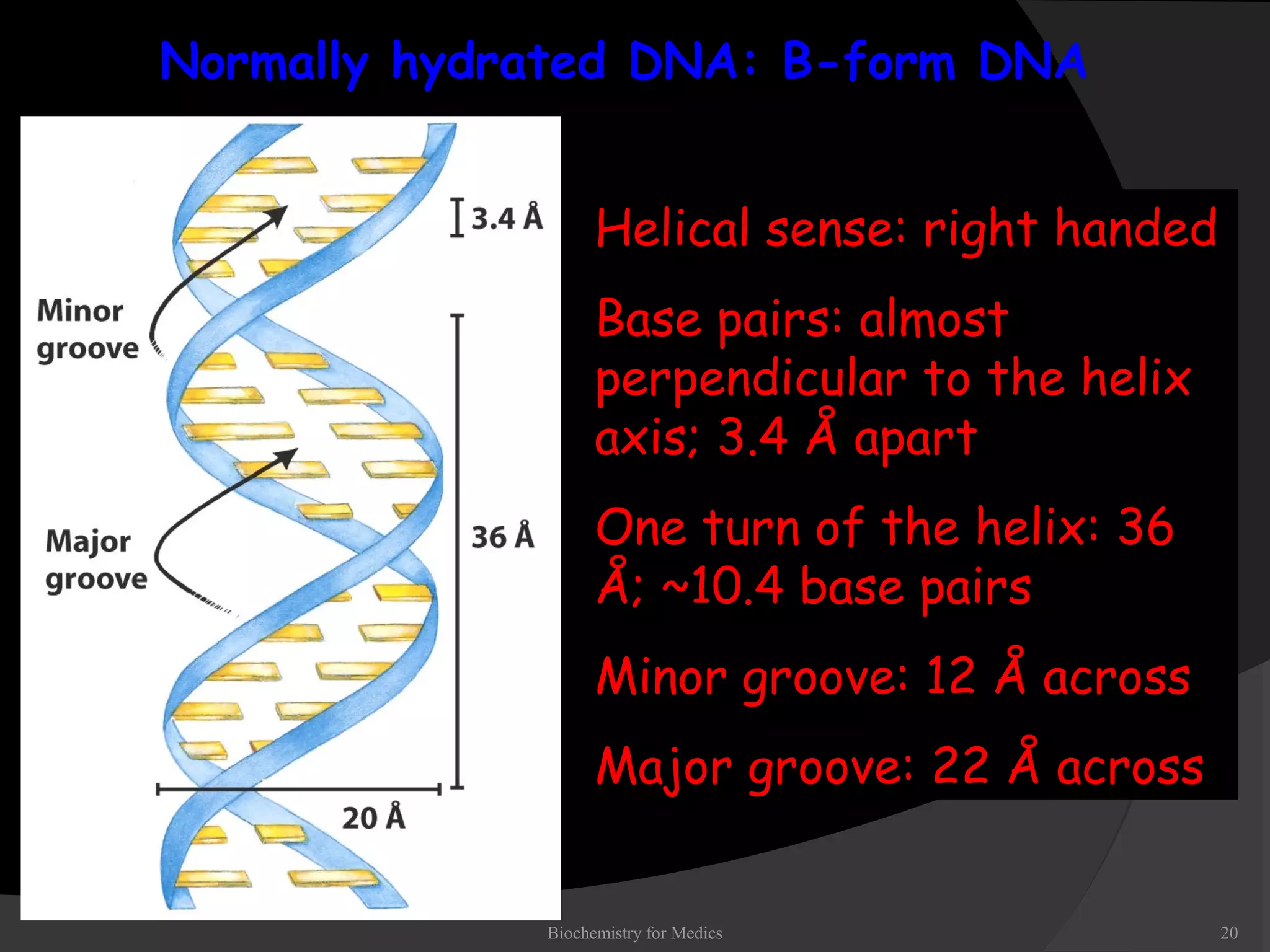 DNA structure, Functions and properties | PPT