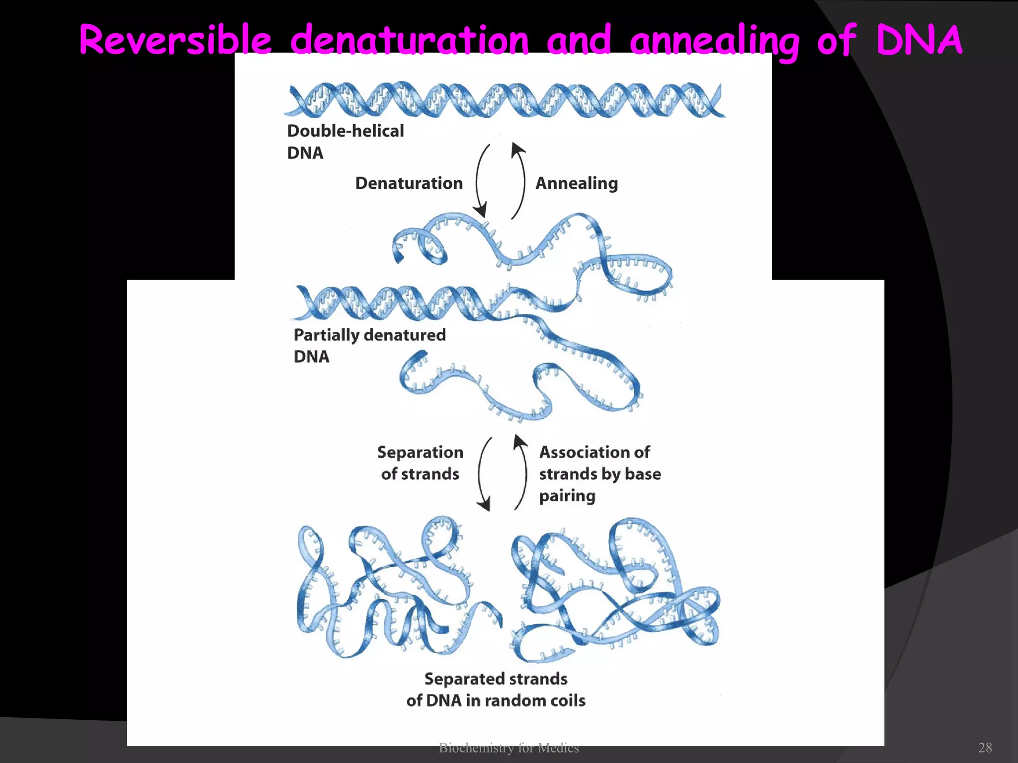 DNA structure, Functions and properties | PPT