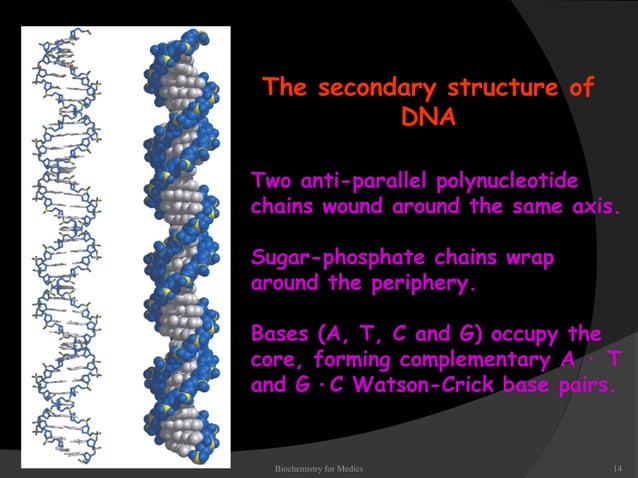 DNA structure, Functions and properties | PPT | Biological Sciences | Science