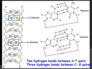 DNA structure, Functions and properties | PPT