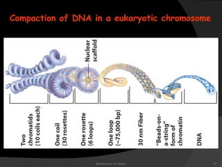 DNA structure, Functions and properties | PPT